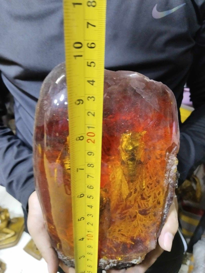 DM - Resin Amber Cicada Collection, Hobbies & Toys, Memorabilia ...