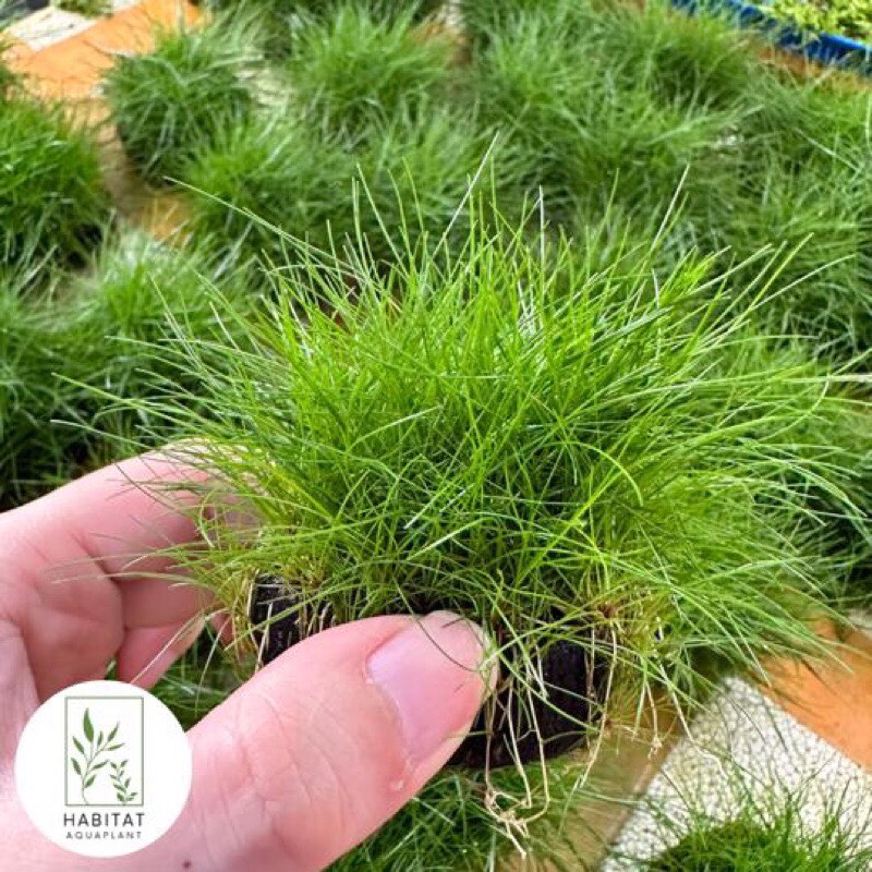 Hair Grass Wabi Kusa Fresh Live Aquarium Aquatic Plants, Furniture ...
