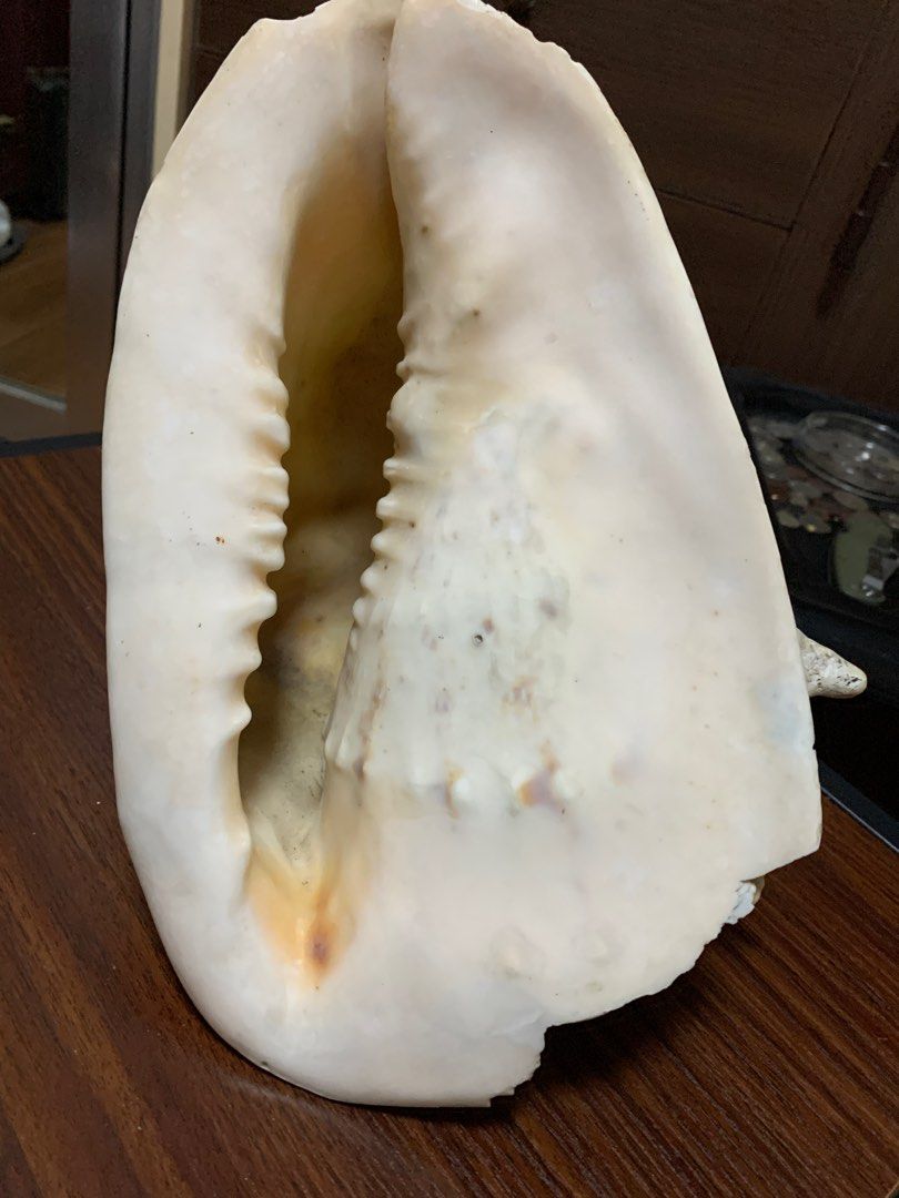 "Horned" QUEEN HELMET SEASHELL ( Large), Furniture & Home Living ...