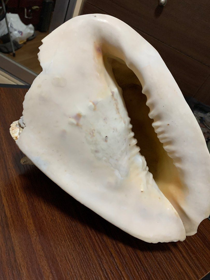 "Horned" QUEEN HELMET SEASHELL ( Large), Furniture & Home Living ...