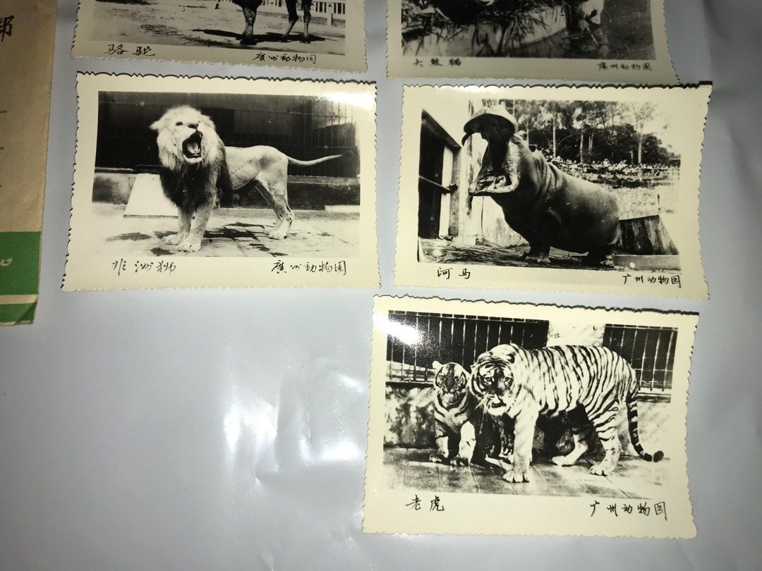 廣州動物園攝影部動物照片十張連紙袋懷舊物品Kwangchow Zoo, 興趣及遊戲, 收藏品及紀念品, 郵票及印刷品 - Carousell
