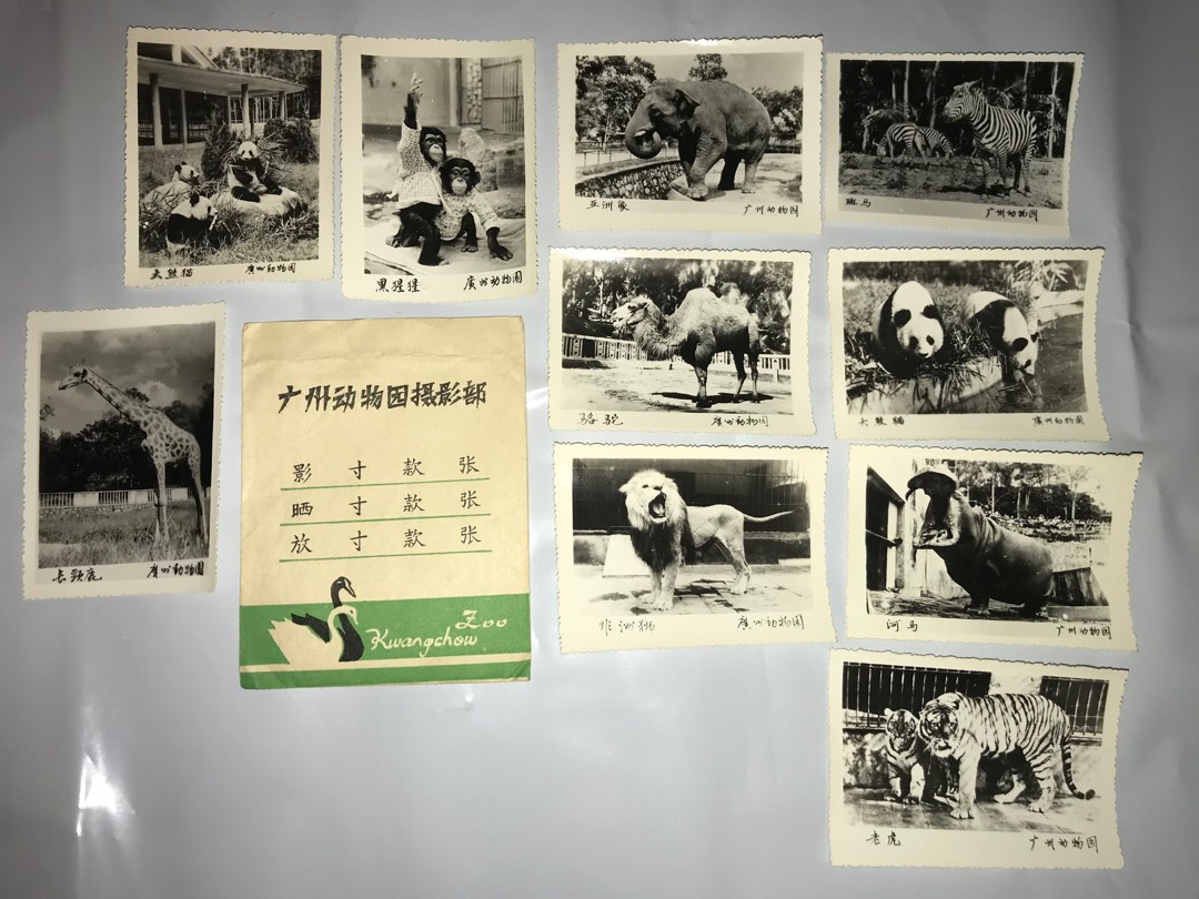 廣州動物園攝影部動物照片十張連紙袋懷舊物品Kwangchow Zoo, 興趣及遊戲, 收藏品及紀念品, 郵票及印刷品 - Carousell