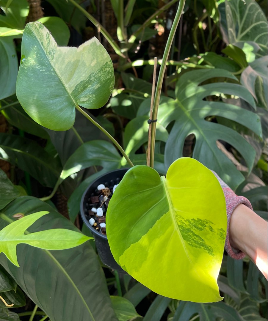 Monstera Deliciosa Aurea (Yellow Marilyn), Furniture & Home Living ...