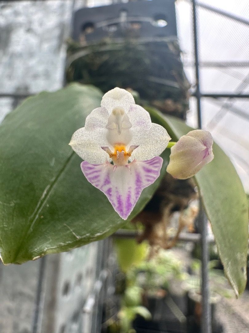 Phalaenopsis Appendiculata, Furniture & Home Living, Gardening, Plants ...