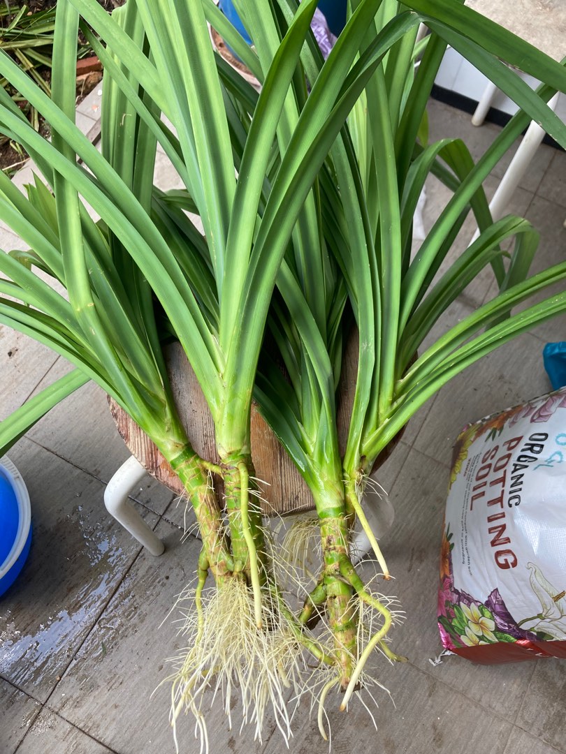 Mature Pandan plants with roots, Furniture & Home Living, Gardening ...