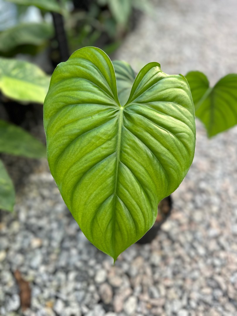 Philodendron sp Colombia, Furniture & Home Living, Gardening, Plants ...