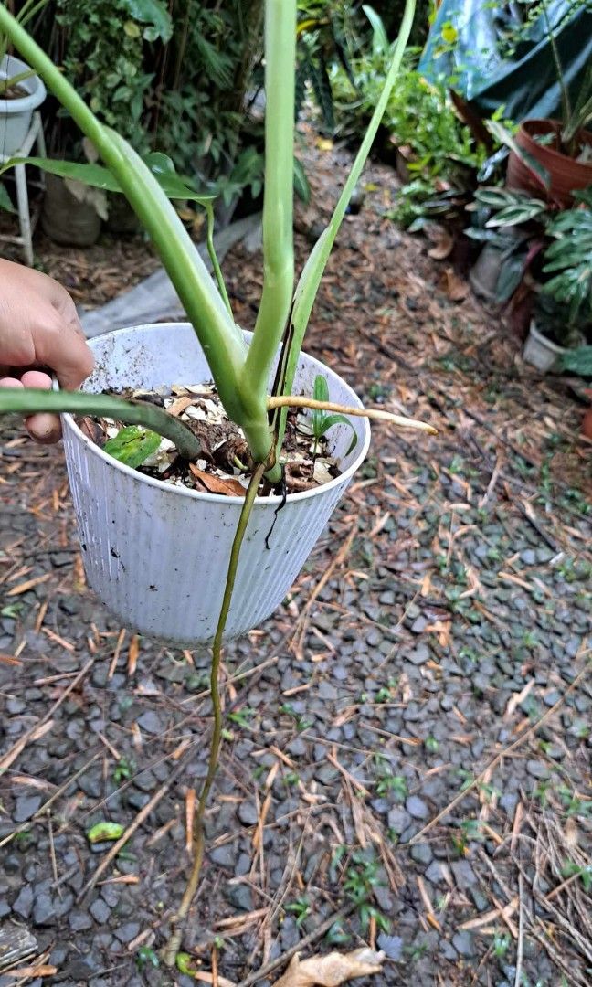 Thaicons, Furniture & Home Living, Gardening, Plants & Seeds on Carousell