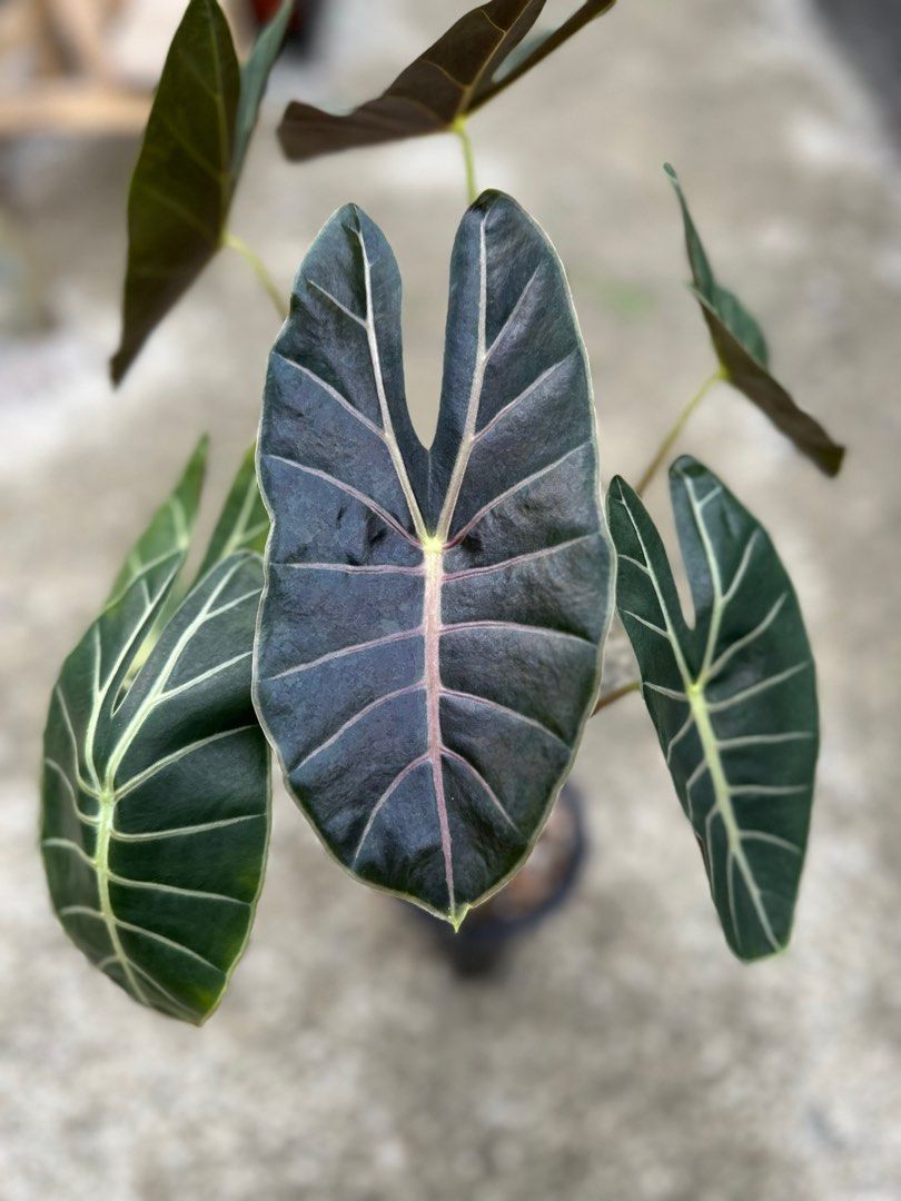 Alocasia Black Satun, Furniture & Home Living, Gardening, Plants & Seeds on Carousell