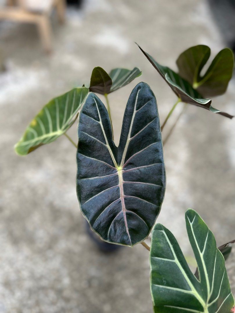 Alocasia Black Satun, Furniture & Home Living, Gardening, Plants & Seeds on Carousell