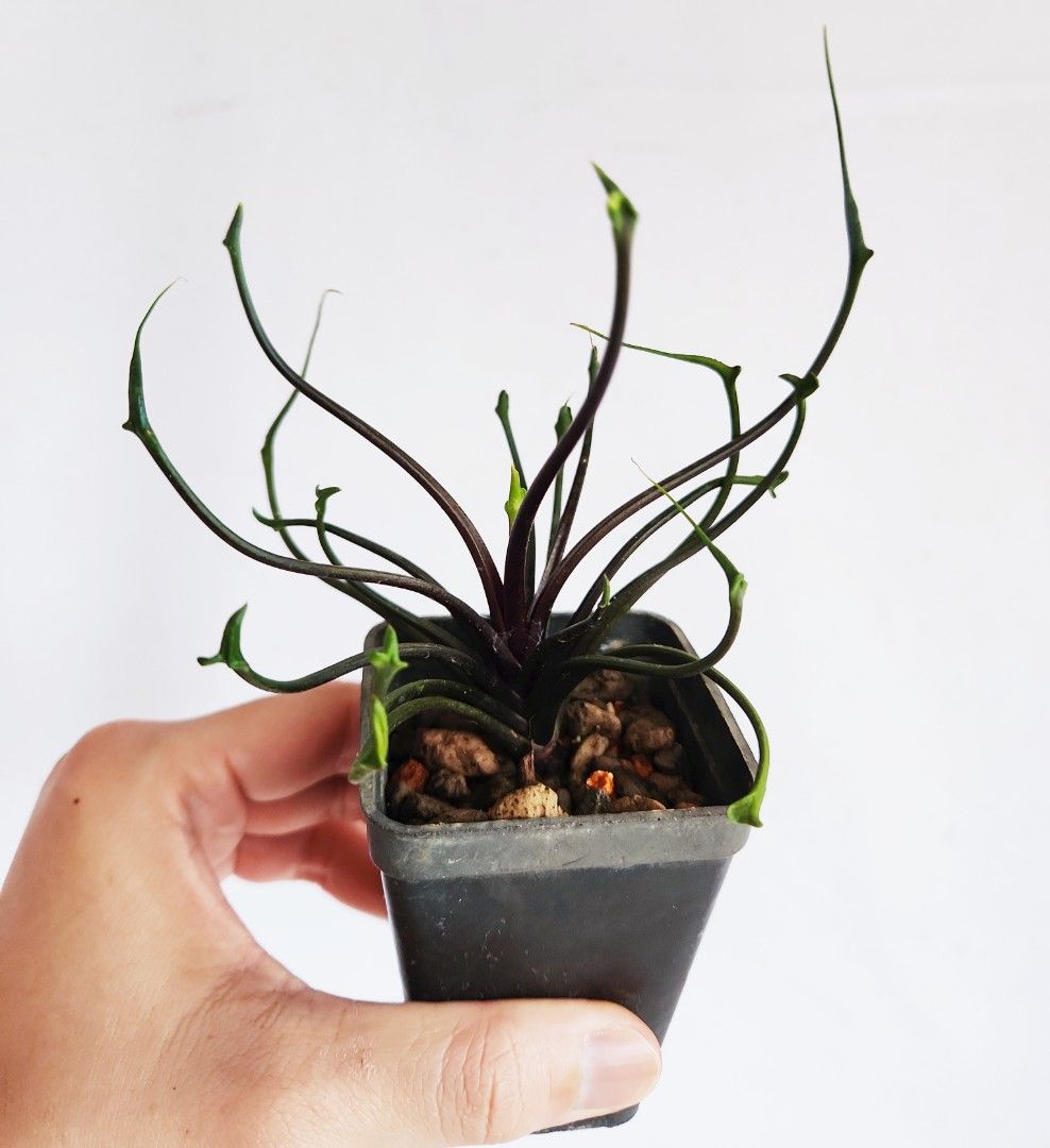 Alocasia Flying Squid, Furniture & Home Living, Gardening, Plants ...