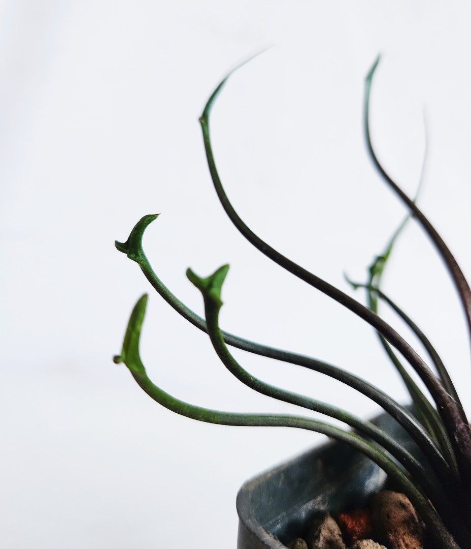 Alocasia Flying Squid, Furniture & Home Living, Gardening, Plants ...