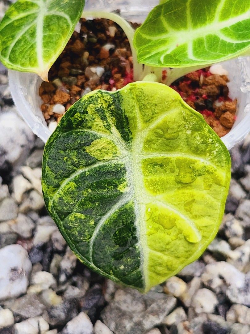 Alocasia Ninja Variegated, Furniture & Home Living, Gardening, Plants ...