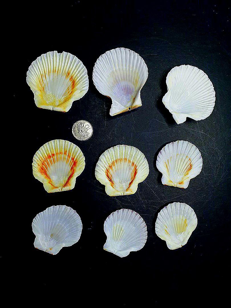 Aquarium seashell Bifron Scallop educational specimen, Pet Supplies ...