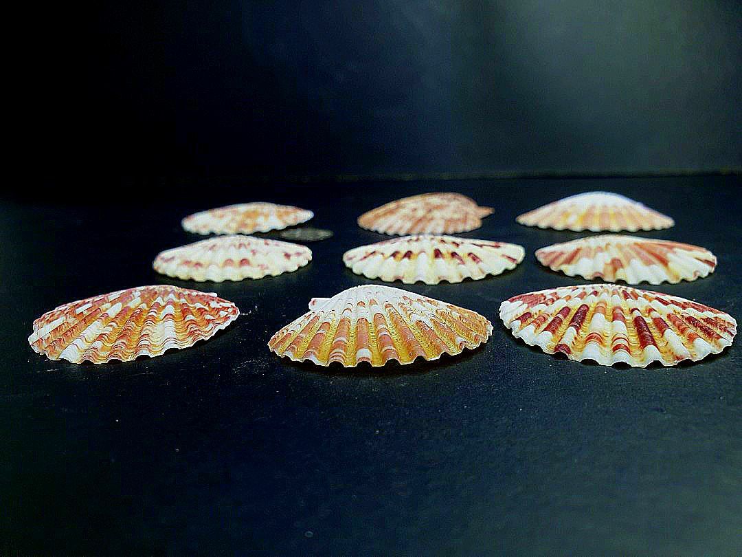 Aquarium seashell Bifron Scallop educational specimen, Pet Supplies ...