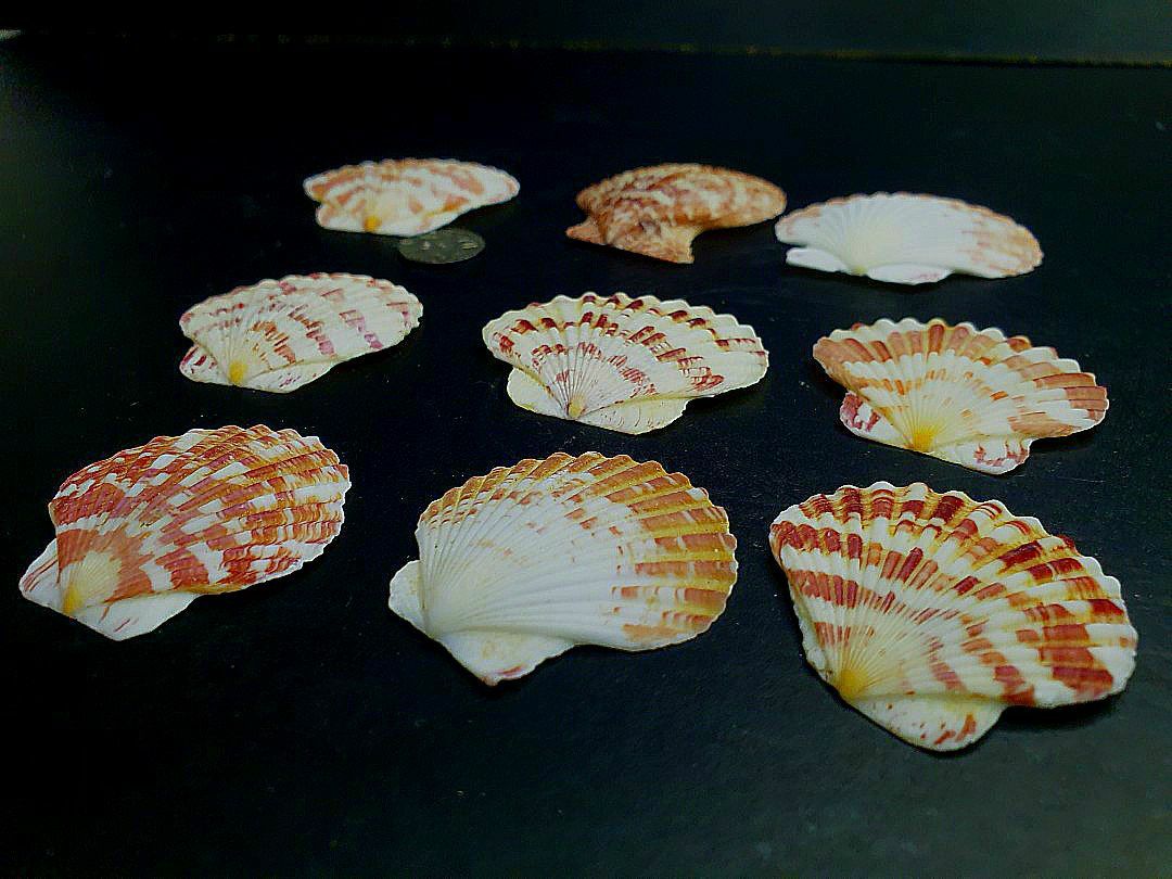 Aquarium seashell Bifron Scallop educational specimen, Pet Supplies ...
