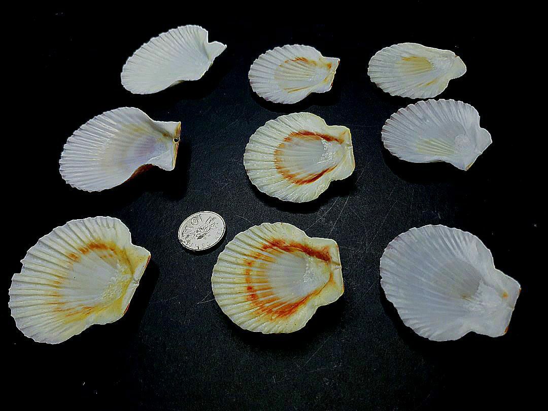 Aquarium seashell Bifron Scallop educational specimen, Pet Supplies ...