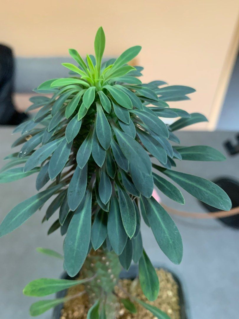Euphorbia Sotetsu Kirin, Furniture & Home Living, Gardening, Plants & Seeds on Carousell