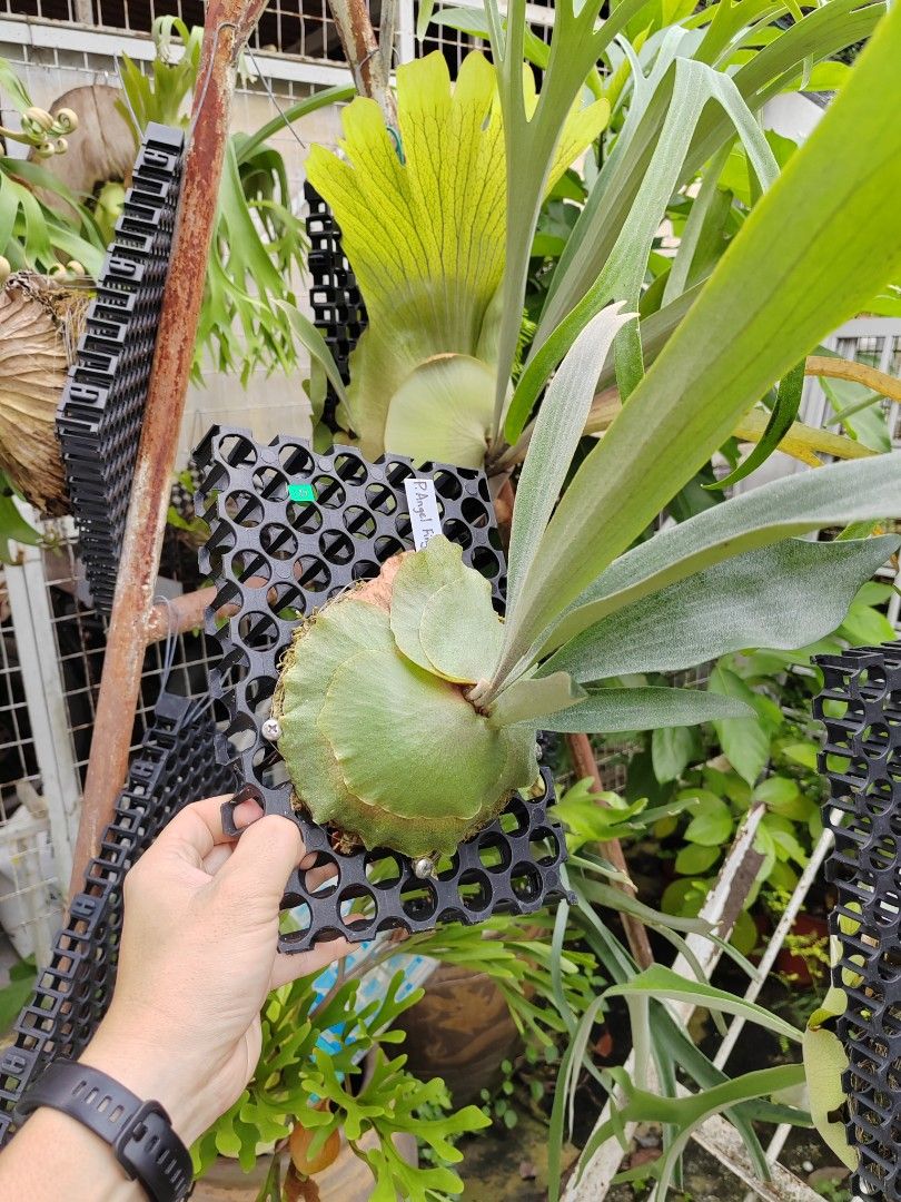 Platycerium Angel Finger, Furniture & Home Living, Gardening, Plants ...