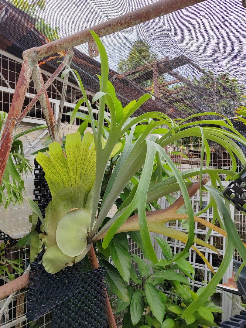 Platycerium Angel Finger, Furniture & Home Living, Gardening, Plants ...