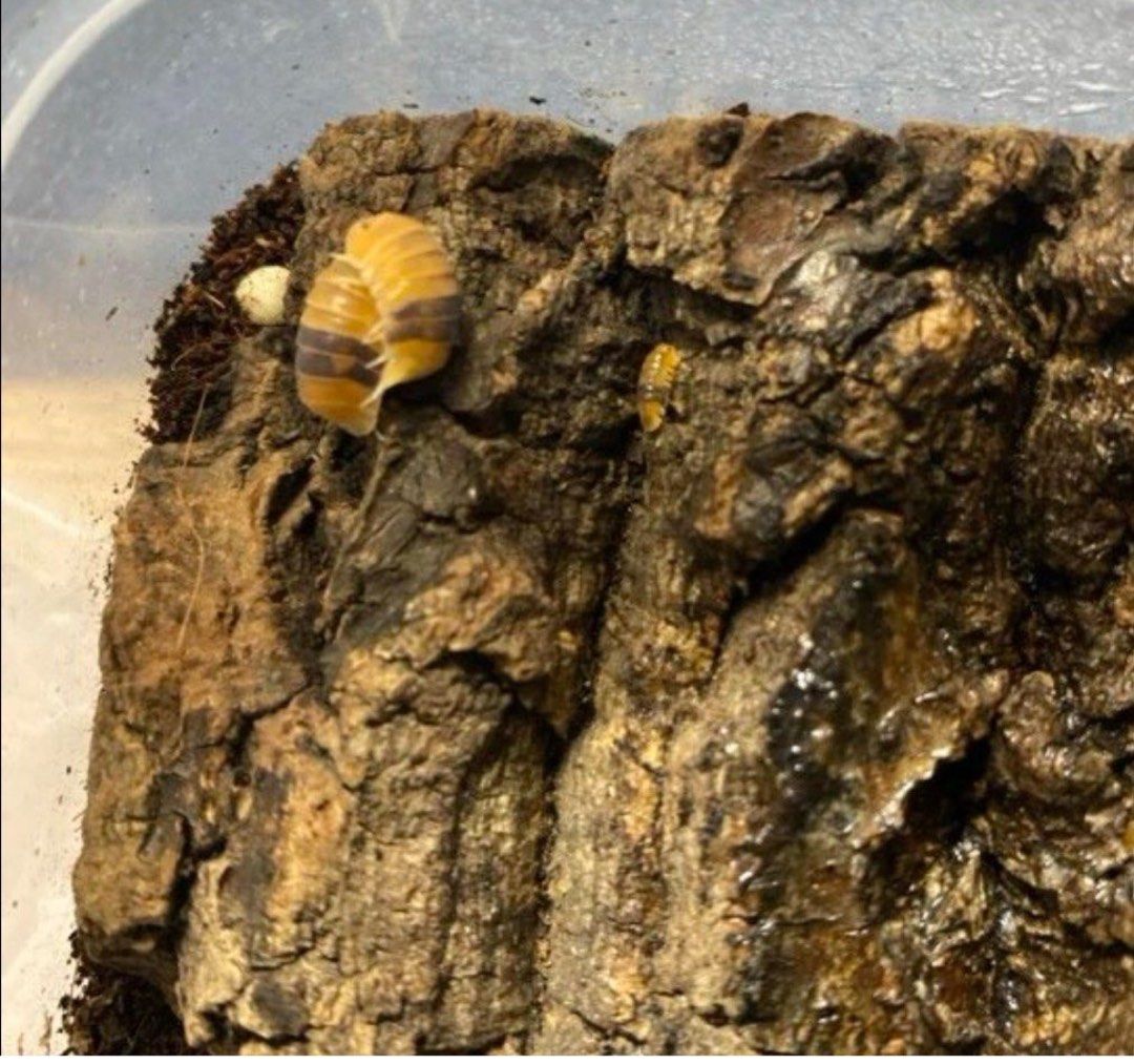 Amber duckies isopod, Pet Supplies, Homes & Other Pet Accessories on ...