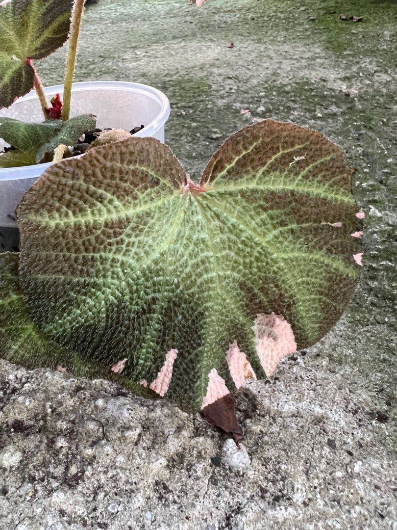 Begonia soli mutata variegated, Furniture & Home Living, Gardening ...