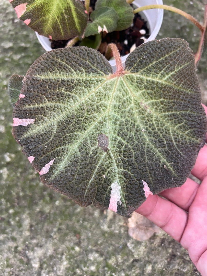 Begonia soli mutata variegated, Furniture & Home Living, Gardening ...