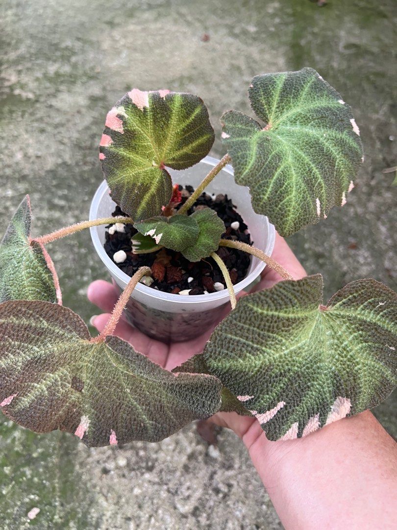 Begonia soli mutata variegated, Furniture & Home Living, Gardening ...