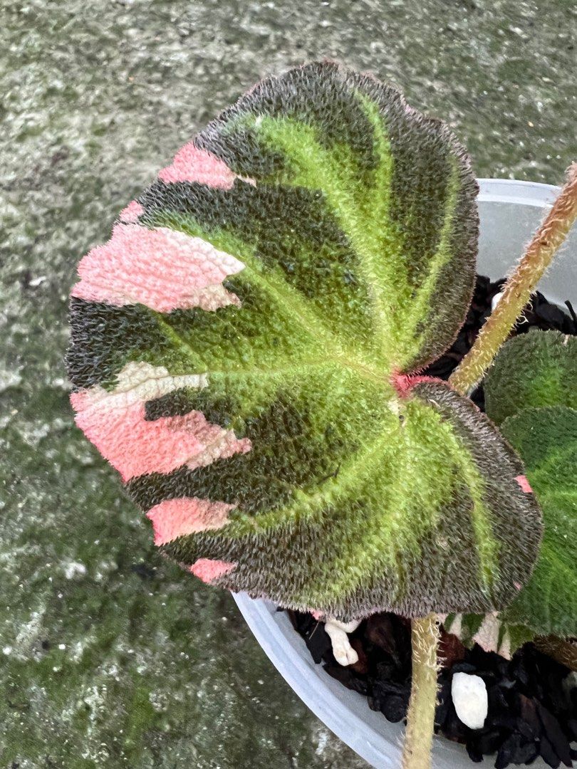 Begonia soli mutata variegated, Furniture & Home Living, Gardening ...