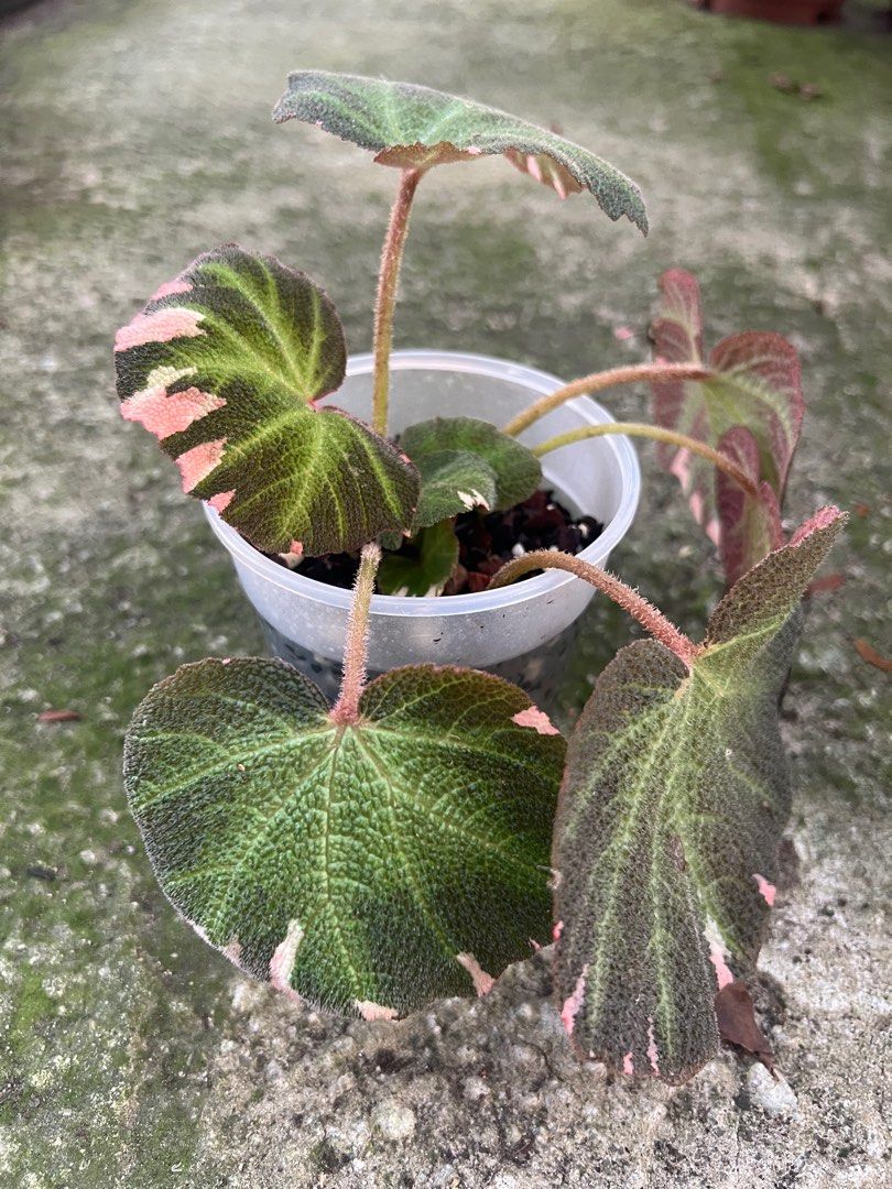 Begonia soli mutata variegated, Furniture & Home Living, Gardening ...