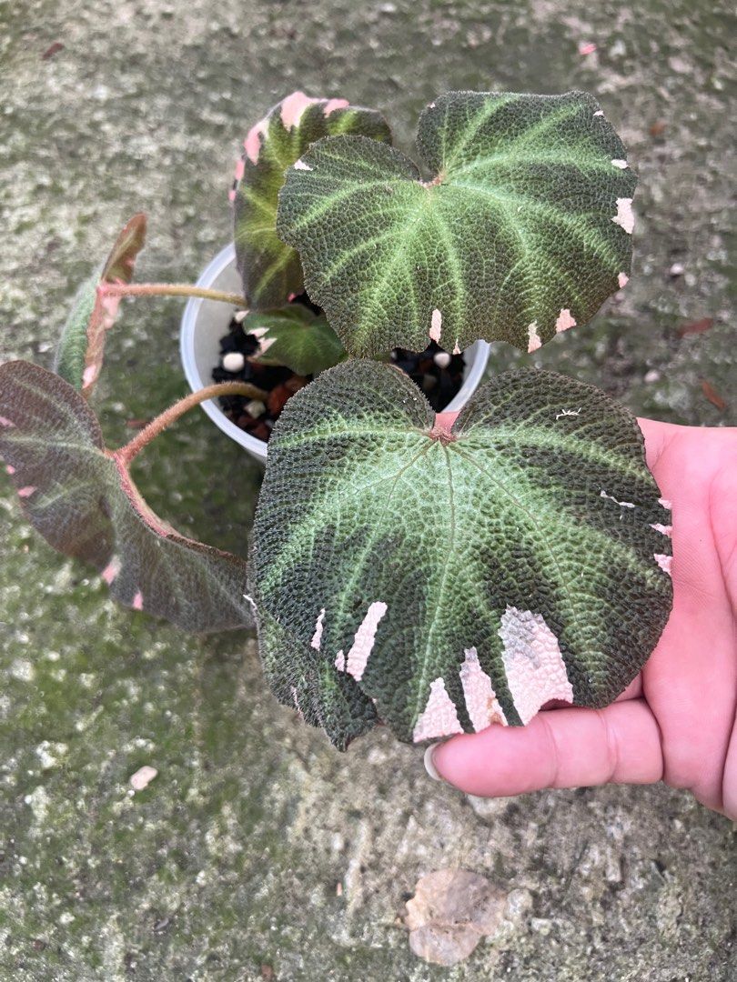 Begonia soli mutata variegated, Furniture & Home Living, Gardening ...