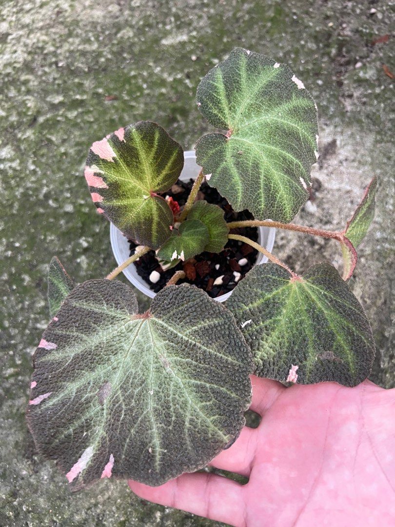 Begonia soli mutata variegated, Furniture & Home Living, Gardening ...