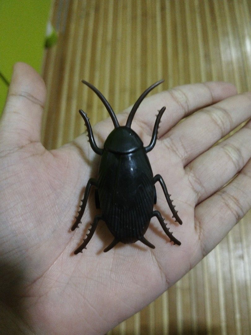 Cockroach toy to prank Ur friends. It moves, Hobbies & Toys, Toys ...