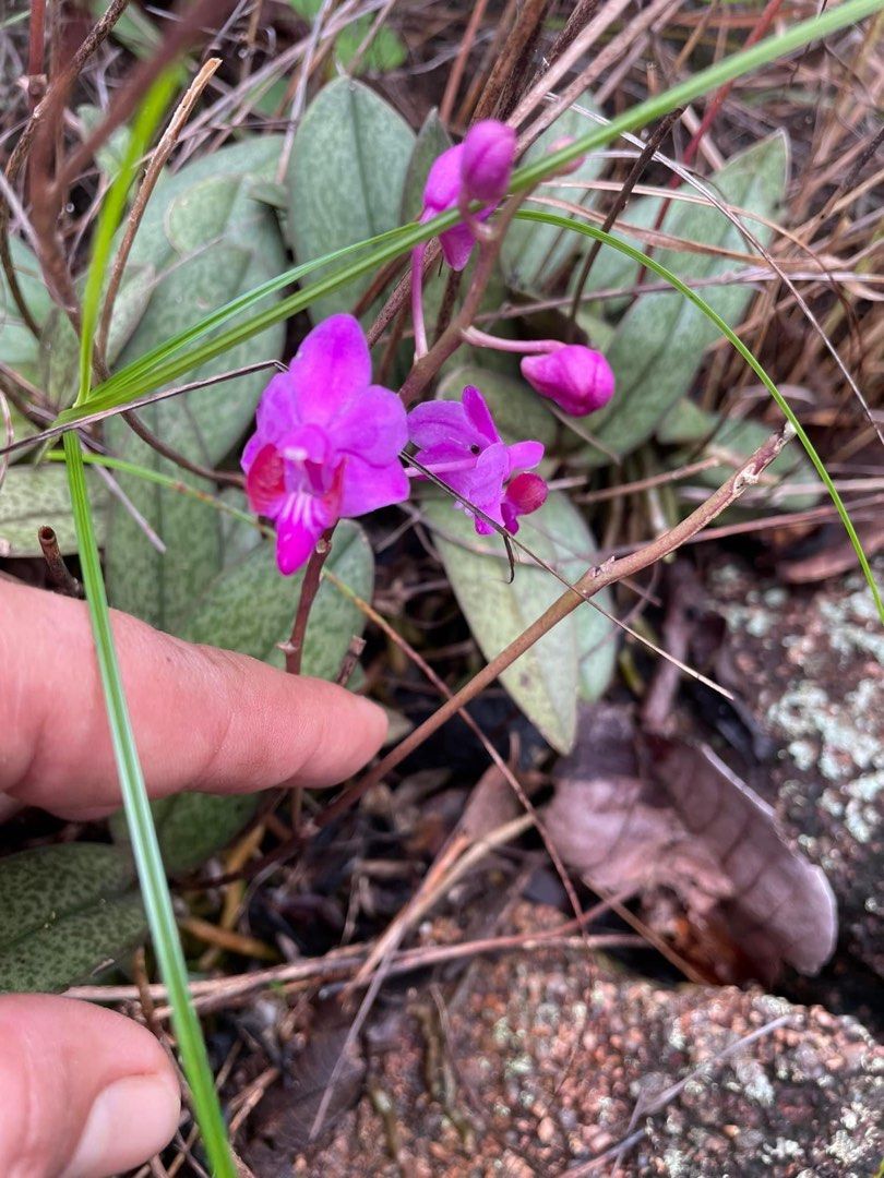 doritis pulcherrima orchid. small, Furniture & Home Living, Gardening ...