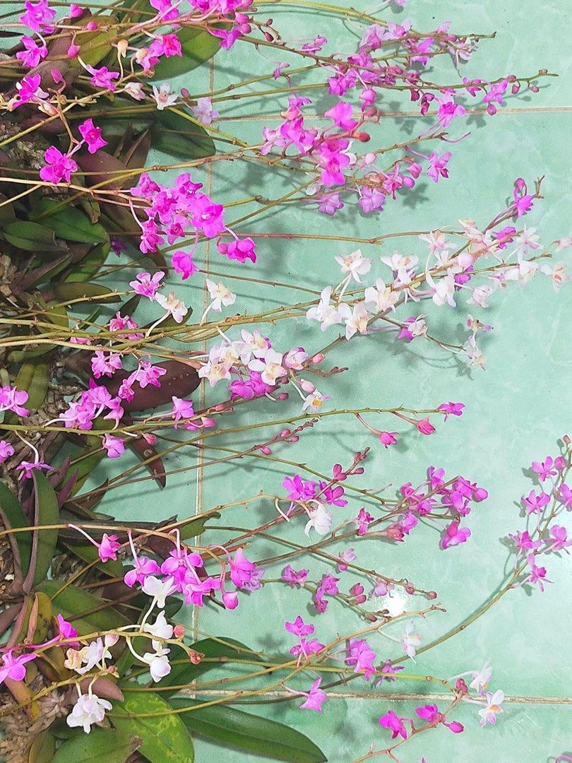 doritis pulcherrima orchid. small, Furniture & Home Living, Gardening ...
