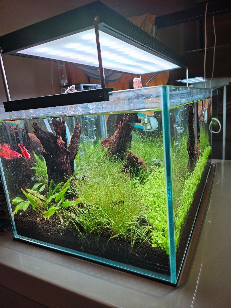 Fish Tank Aquarium Complete Set Chihiros CO2, Pet Supplies, Homes & Other Pet Accessories on ...