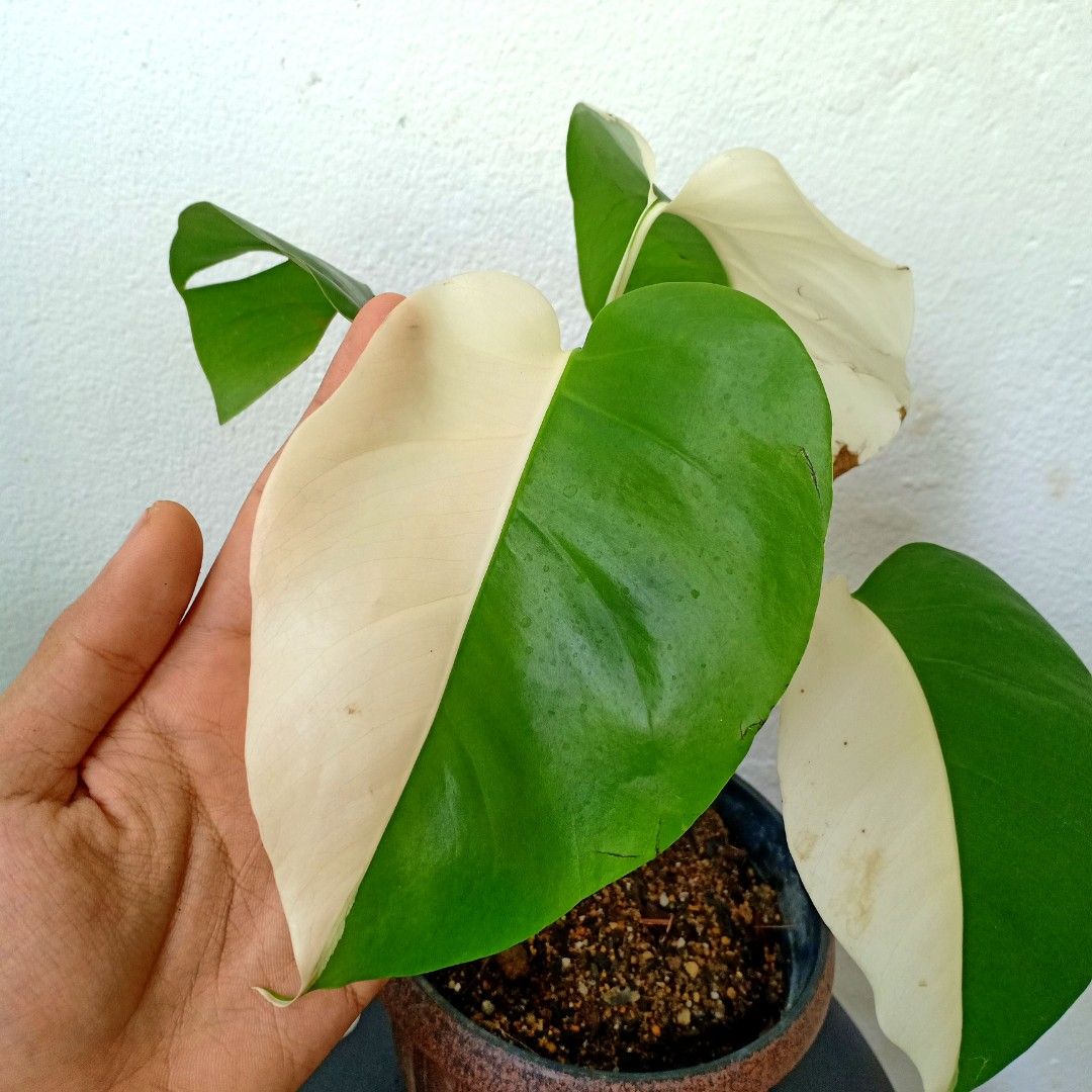 Monstera Borsigiana Albo 'Japan', Furniture & Home Living, Gardening ...