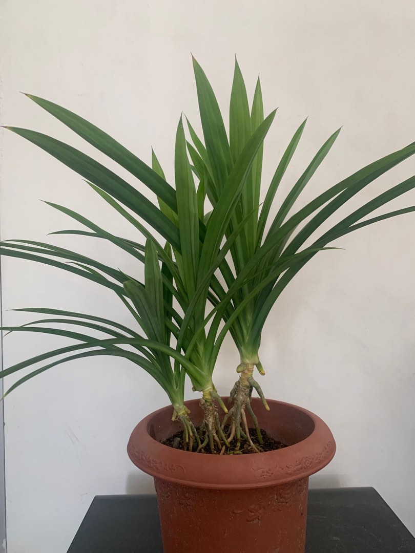 Pandan (3 plants in one pot), Furniture & Home Living, Gardening ...