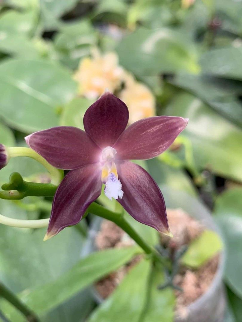 Phalaenopsis tetraspis var. imperatrix 'blue-grey' X 'dark coffee ...