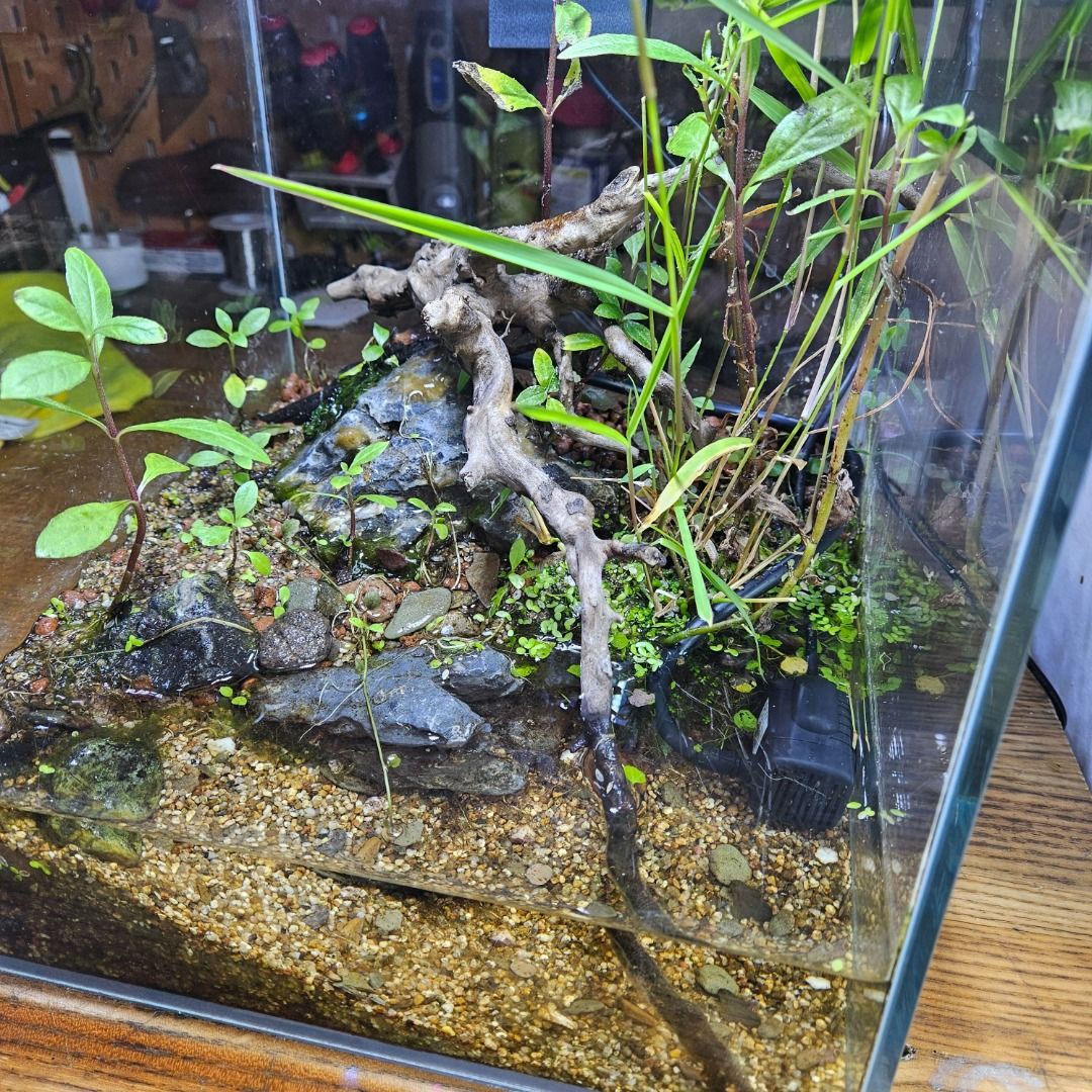 25cm cube aquascape paludarium nano aquarium w/filter & LED light, Pet ...