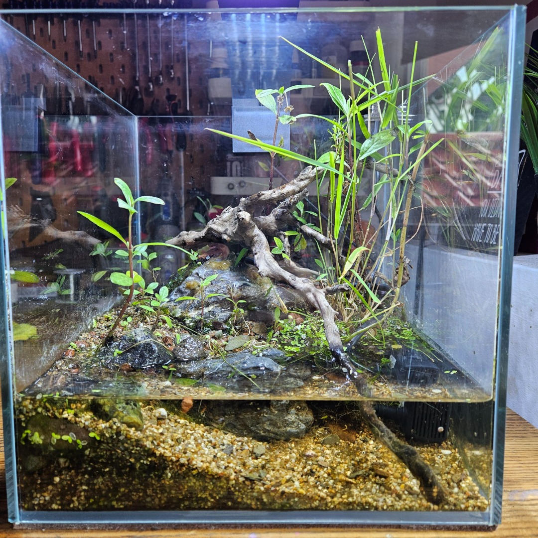 25cm cube aquascape paludarium nano aquarium w/filter & LED light, Pet ...