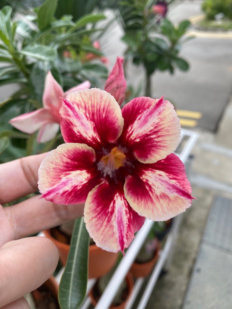 Grafted adenium: red and white flower, Furniture & Home Living ...
