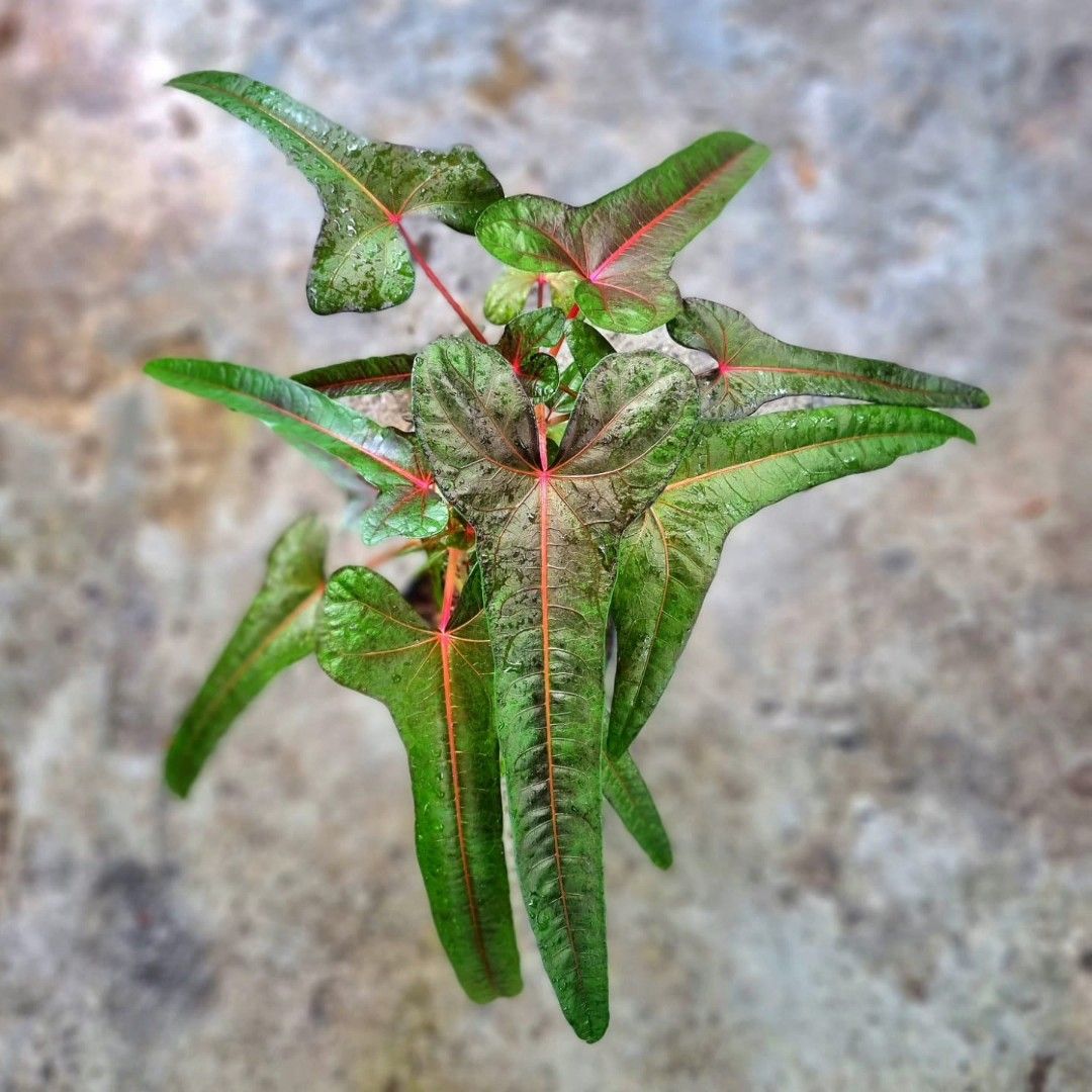 Abelmoschus cendrawasih, Furniture & Home Living, Gardening, Plants & Seeds on Carousell