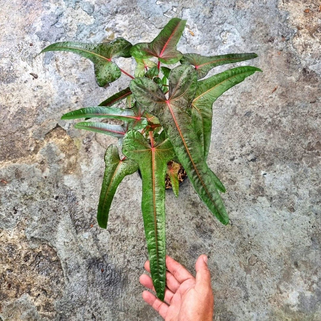 Abelmoschus cendrawasih, Furniture & Home Living, Gardening, Plants & Seeds on Carousell