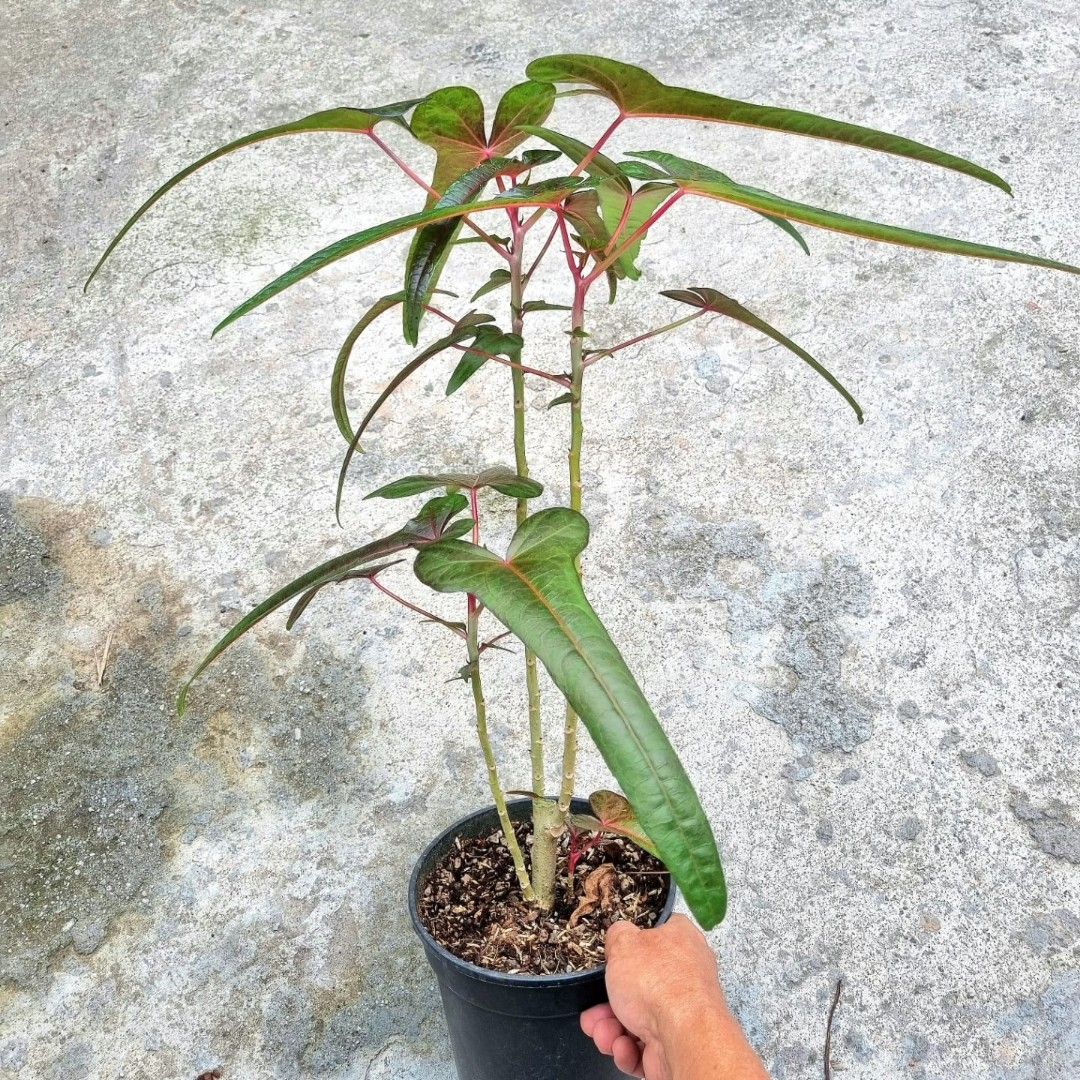 Abelmoschus cendrawasih, Furniture & Home Living, Gardening, Plants & Seeds on Carousell