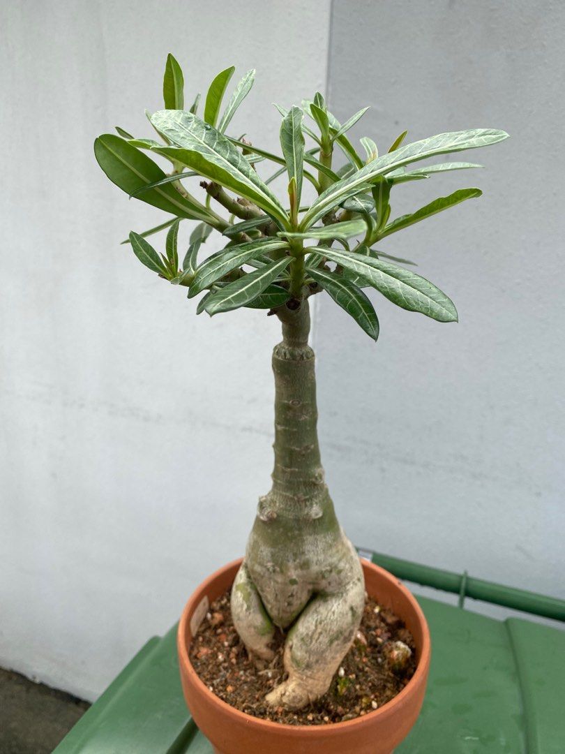 Adenium in red and white flower, Furniture & Home Living, Gardening ...
