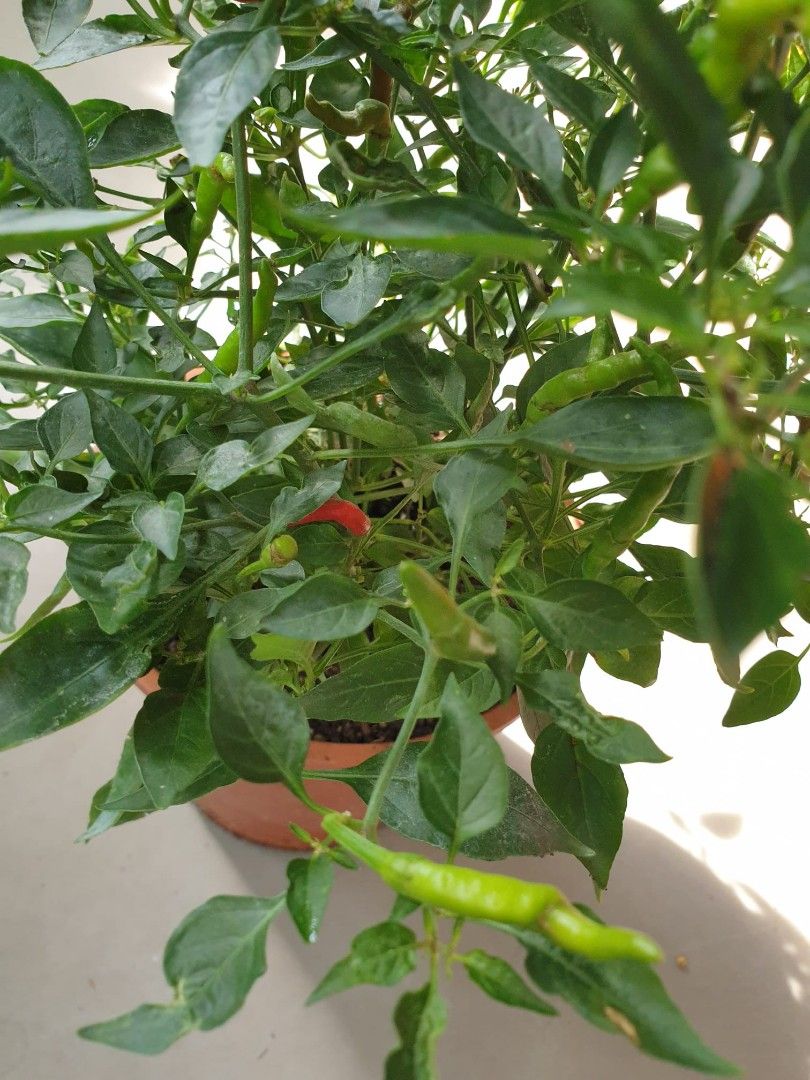 Capsicum Frutescens Tabasco Peper Chili Padi plant pot 15cm height 30 ...