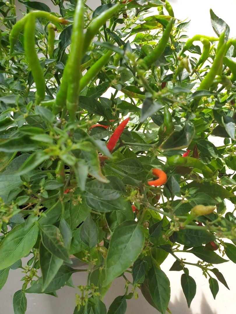 Capsicum Frutescens Tabasco Peper Chili Padi plant pot 15cm height 30 ...