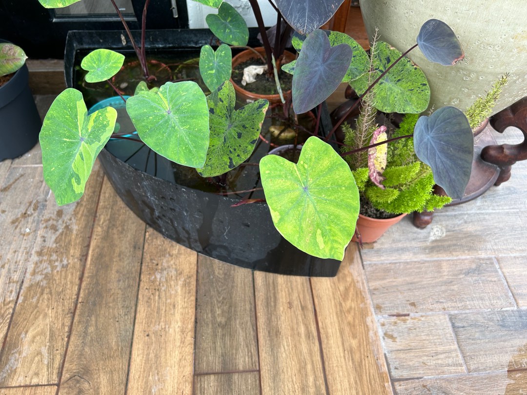 Colocasia, Furniture & Home Living, Gardening, Plants & Seeds on Carousell