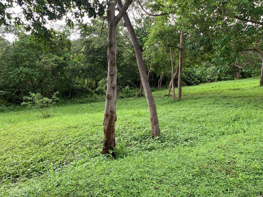 Fairway Lot for Sale, Anvaya Cove, Property, For Sale, Lot on Carousell