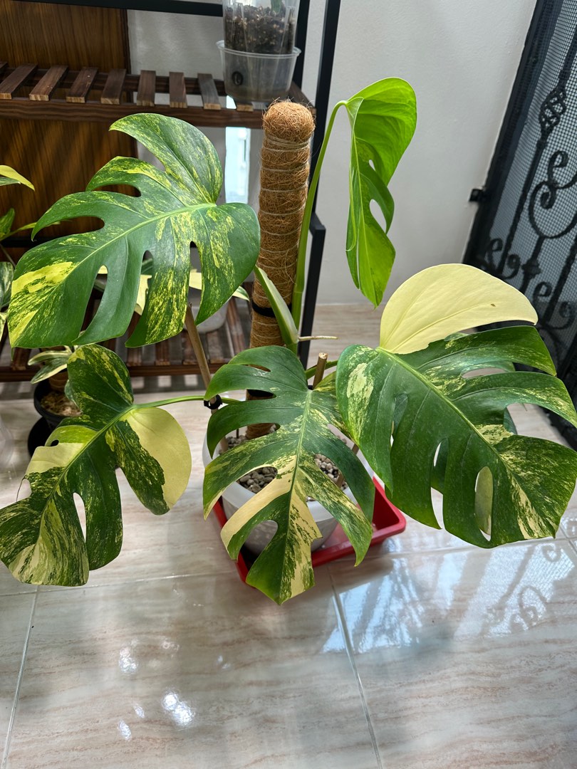 Monstera Aurea Tri Color, Furniture & Home Living, Gardening, Plants ...